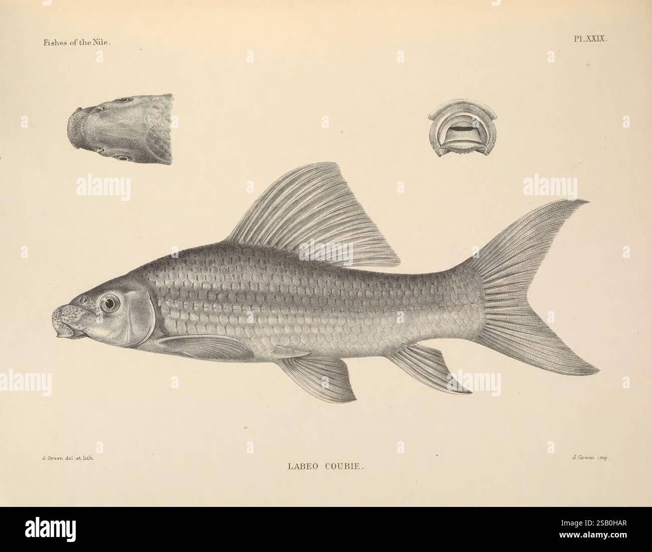 The fishes of the Nile, London, Pub. for the Egyptian government by H ...