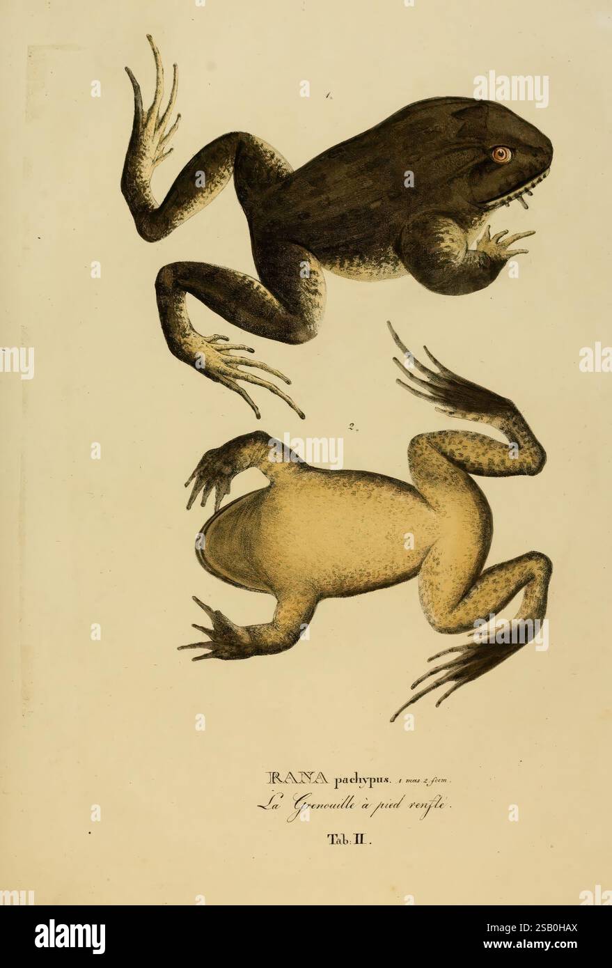 Rana padua hi-res stock photography and images - Alamy