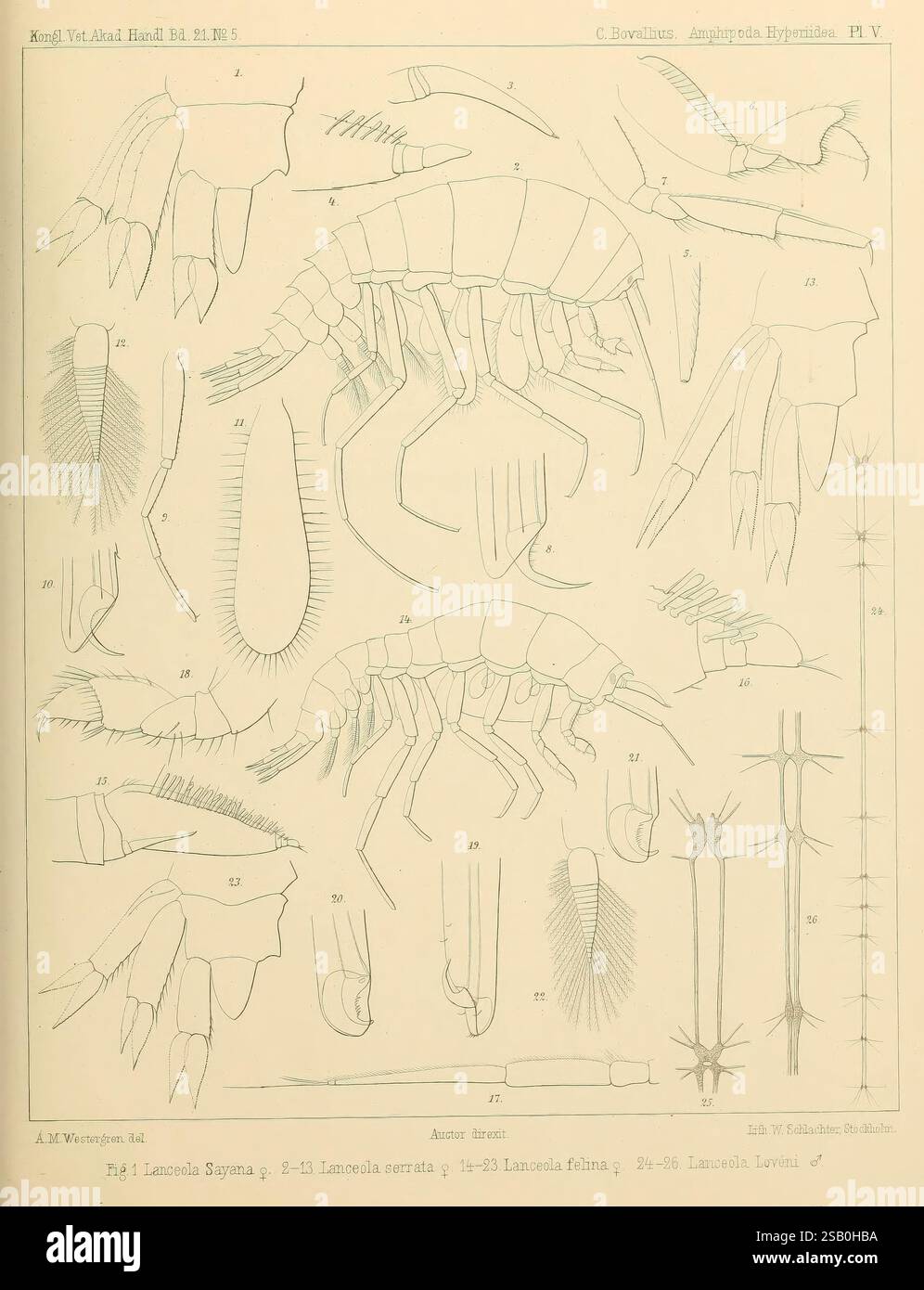 Contributions to a Monograph of the Amphipoda Hyperiidea, 1887-89 ...