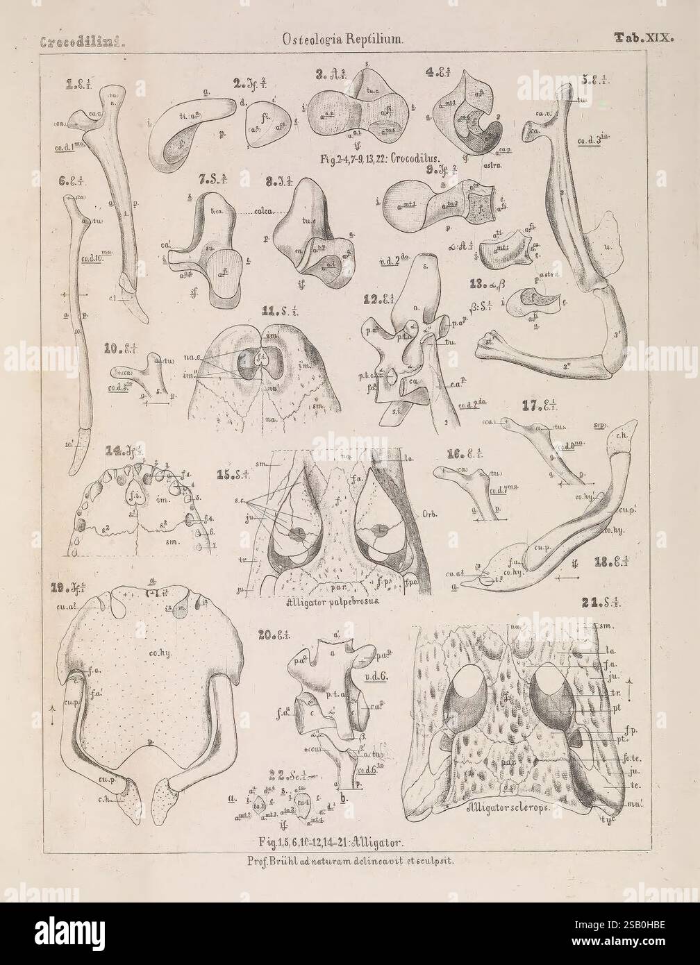 Lizards anatomy highlight hi-res stock photography and images - Alamy