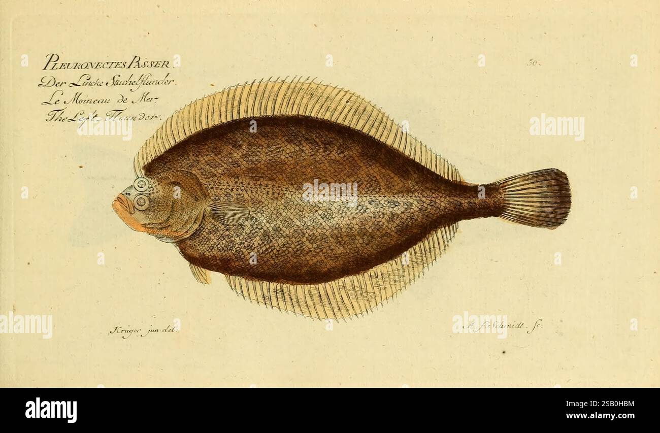 Asymmetric features hi-res stock photography and images - Alamy