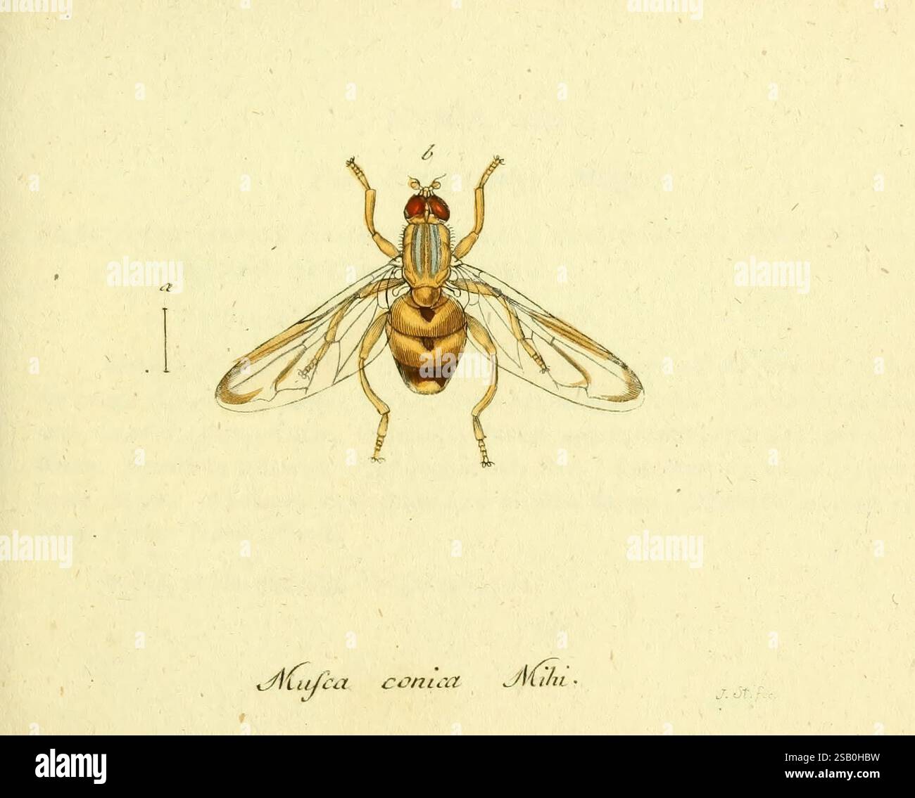 Fauna Germanica, Diptera, Nuremberg?, s.n, between 1793 and 1805 ...