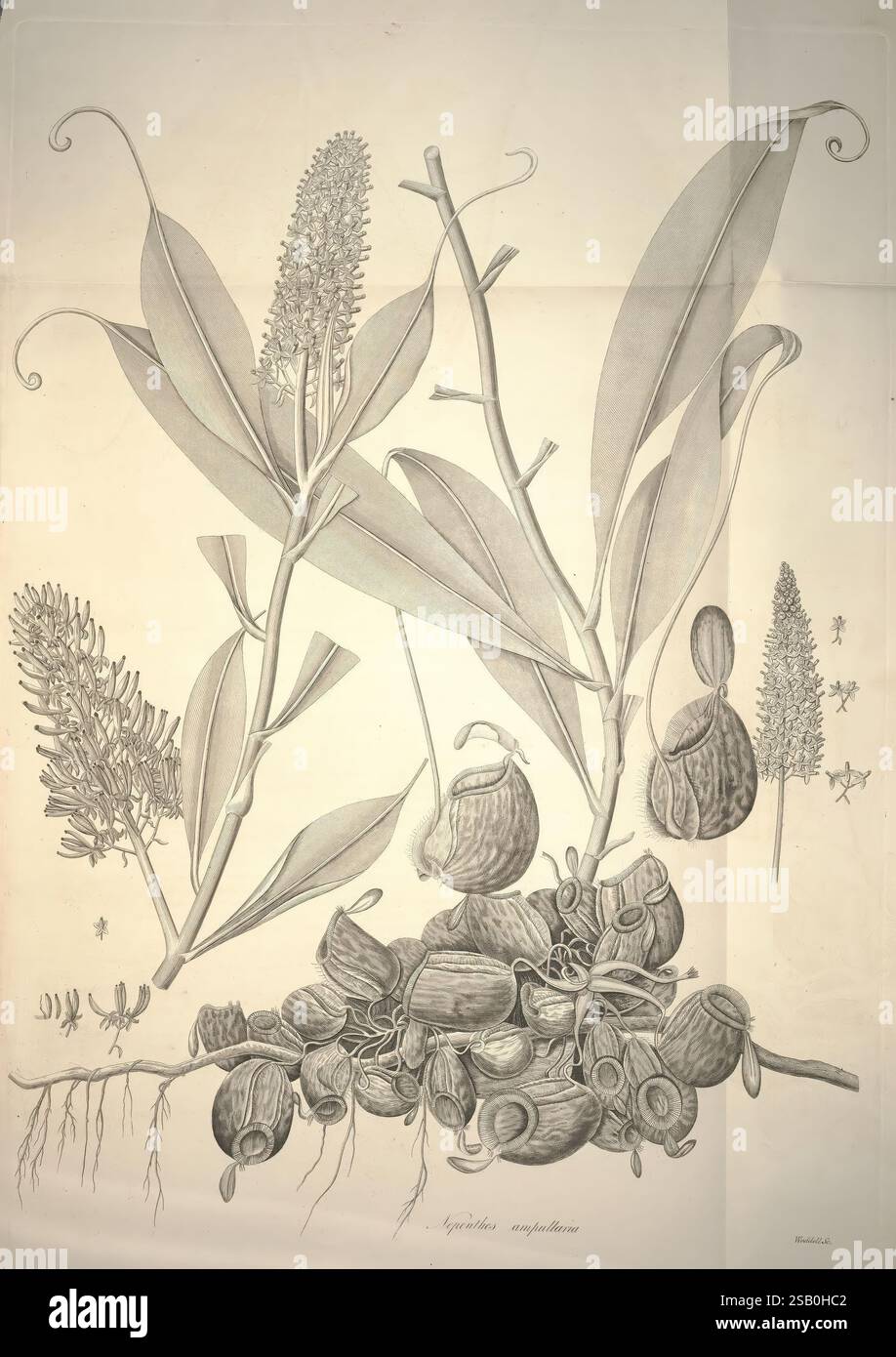 A description of the genus Pinus, London, J. White, 1803-1824, Pinaceae, Nepenthes ampullaria ...