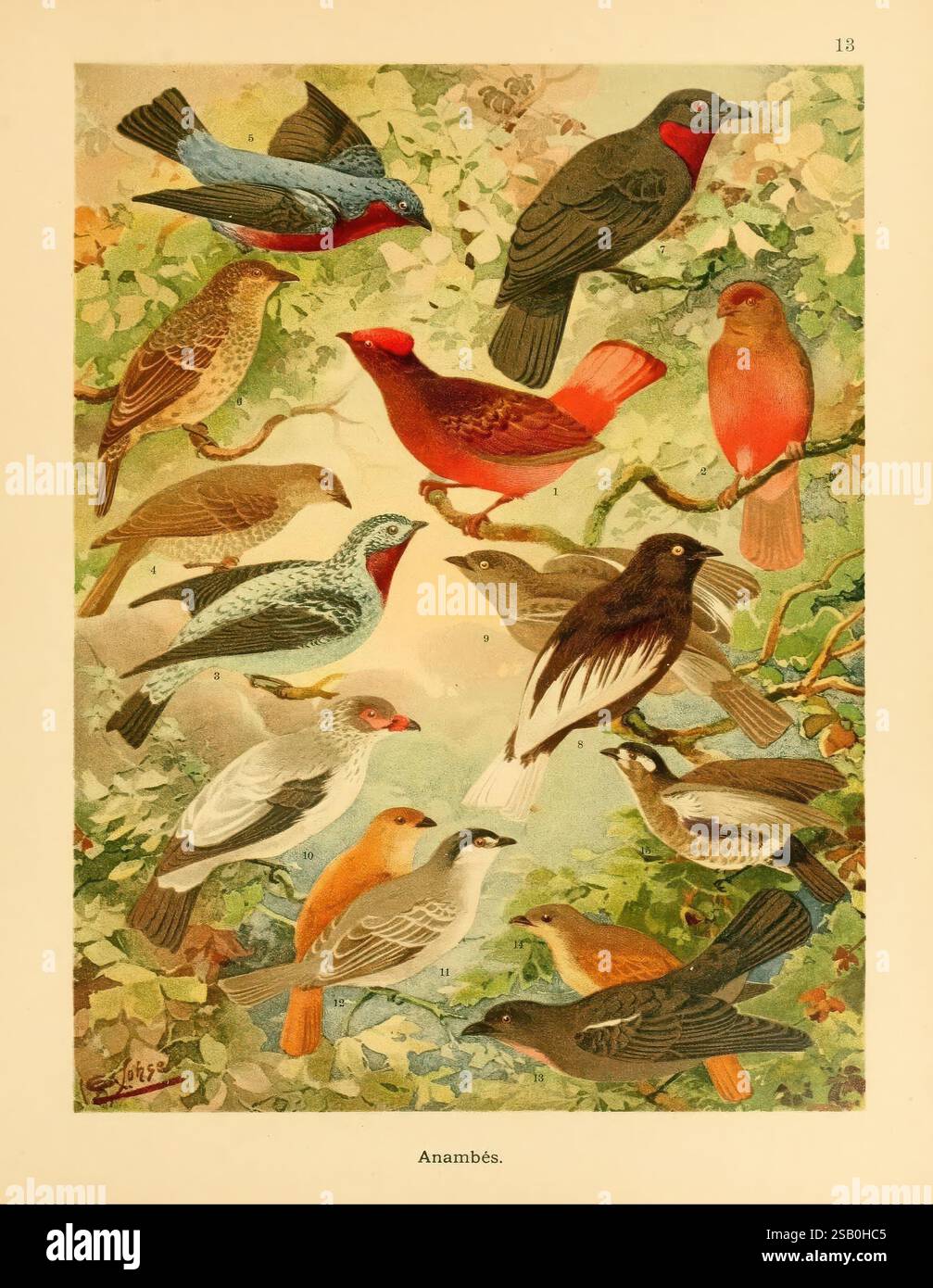 Album de aves amazonicas, Zürich, Impressão do Instituto Polygraphico a ...