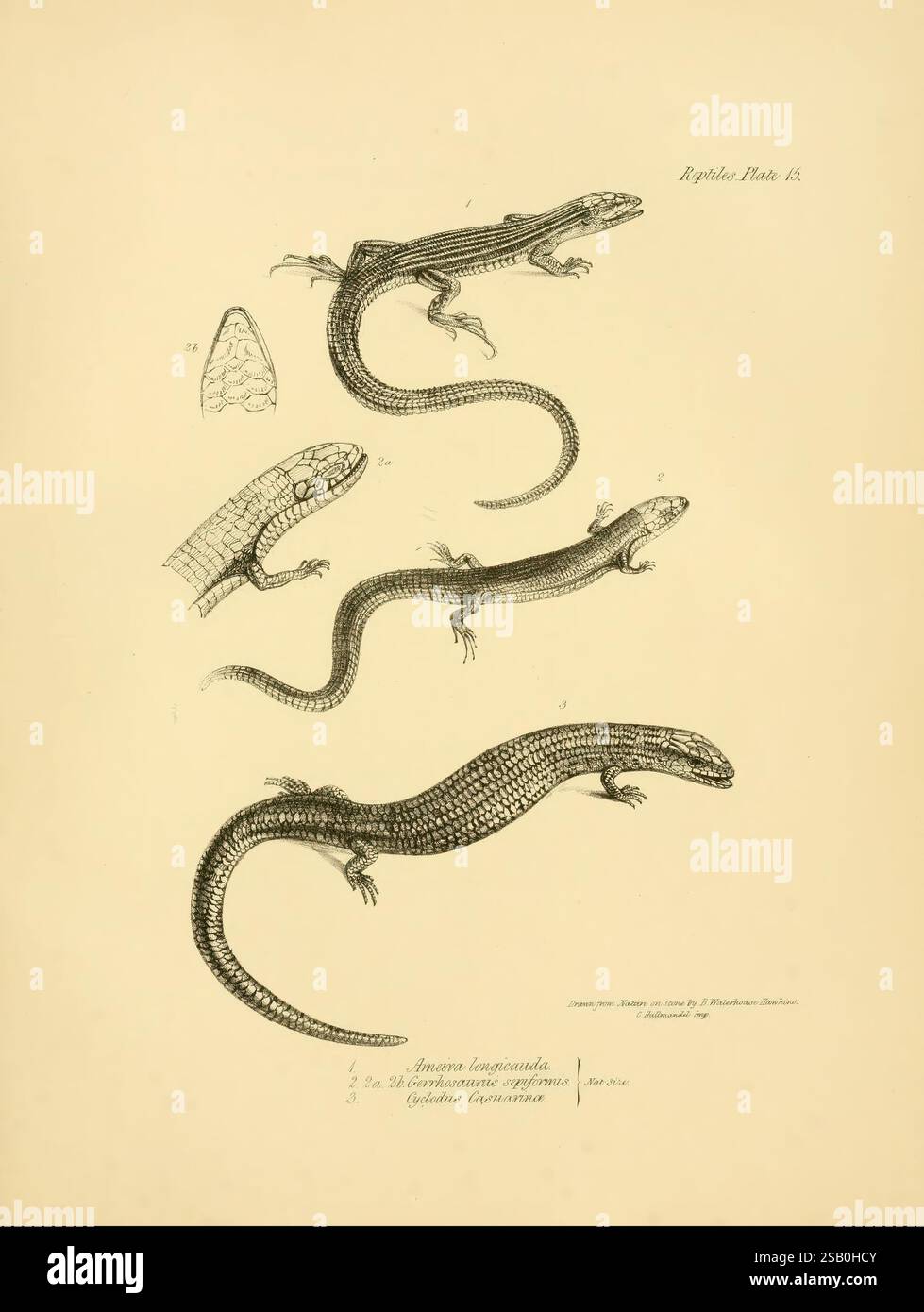 The, zoology, of, the, voyage of H.M.S, Beagle, London, Smith, Elder ...