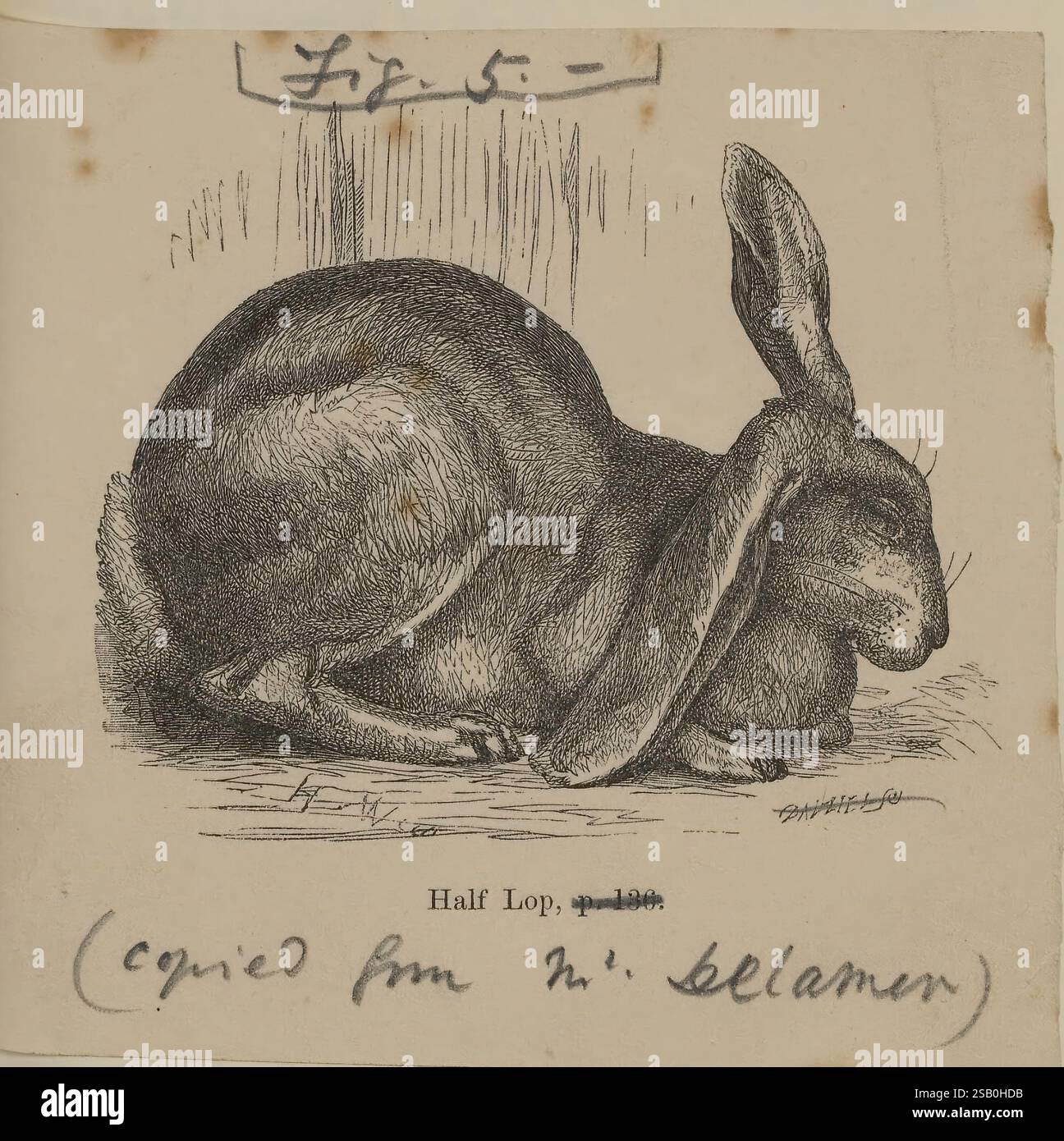 Half lop breed hi-res stock photography and images - Alamy