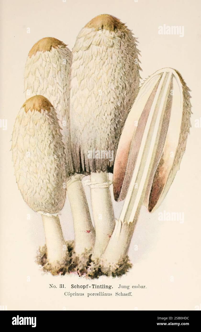 Tapered caps hi-res stock photography and images - Alamy