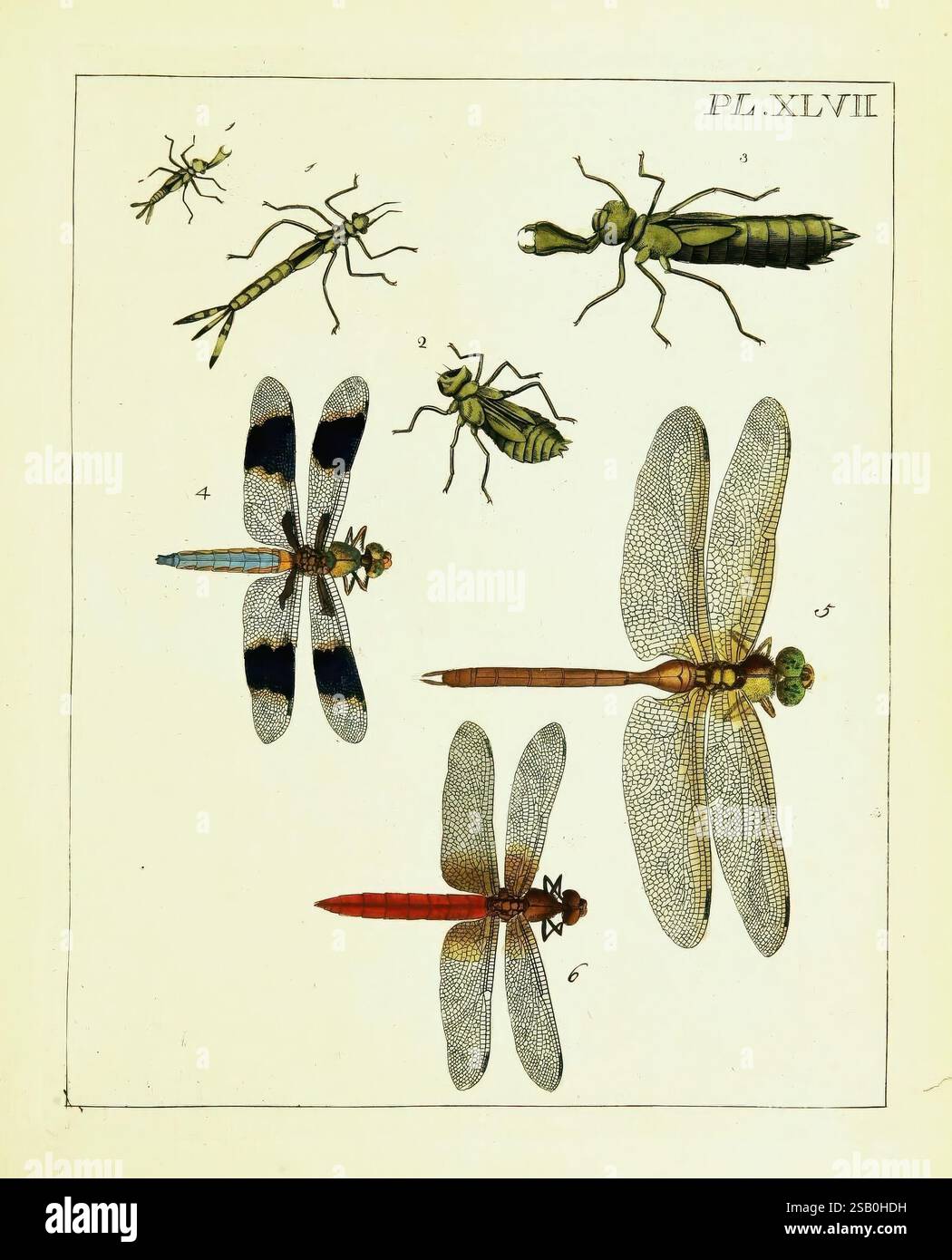 Dragonfly exhibits different coloration hi-res stock photography and ...