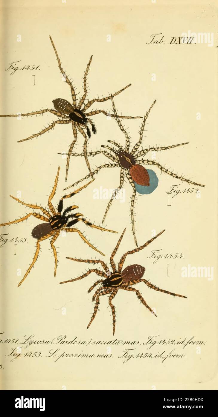 Die, Arachniden, Nürnberg, In der C. H. Zeh'schen Buchhandlung,1831 ...