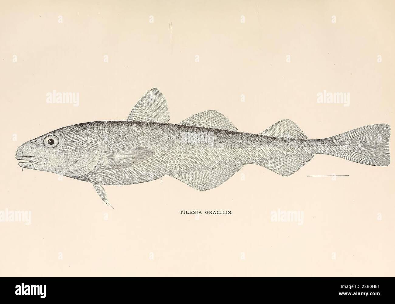 Highlights anatomical features hi-res stock photography and images - Alamy