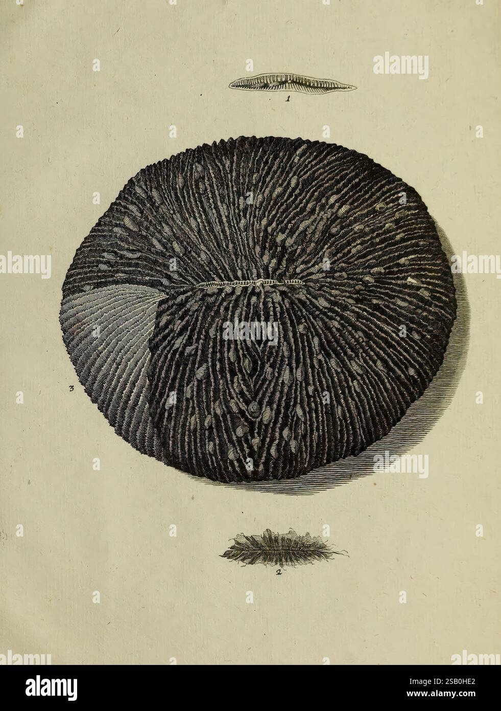 Icones rerum naturalium, Hauniæ [i.e, Copenhagen], Ex officina Mölleri ...
