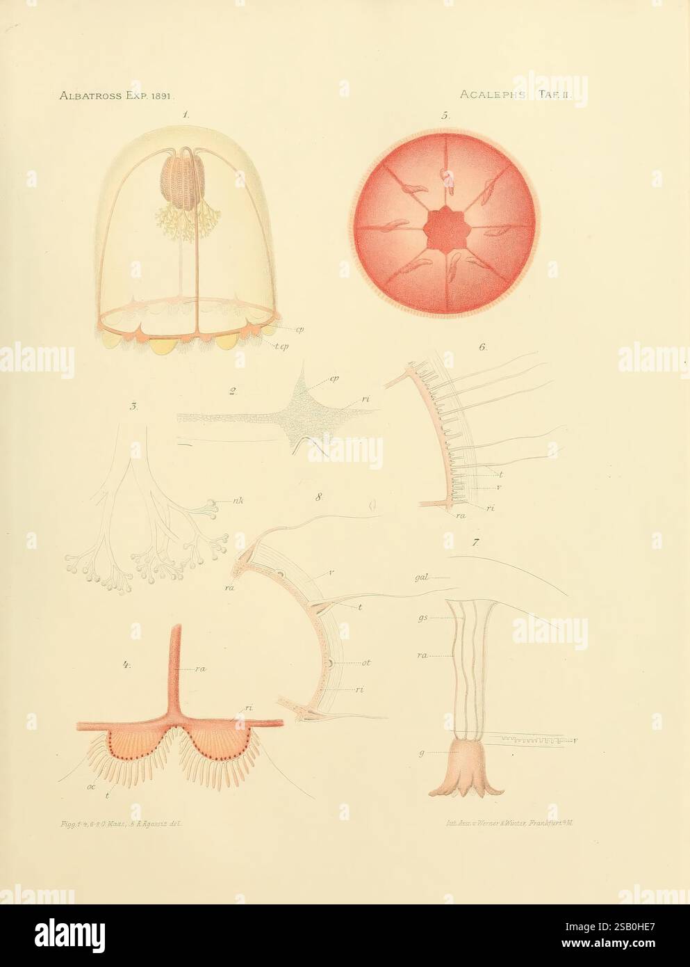 Die, medusen, Cambridge, 1897, jellyfishes, albatross, steamer, This ...