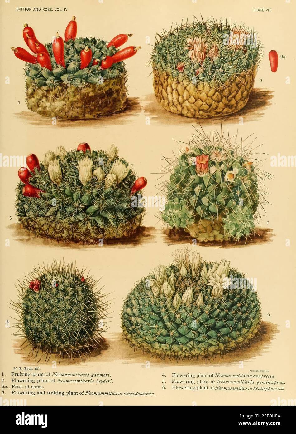 The Cactaceae, Washington, Carnegie Institution of Washington, 1919 ...