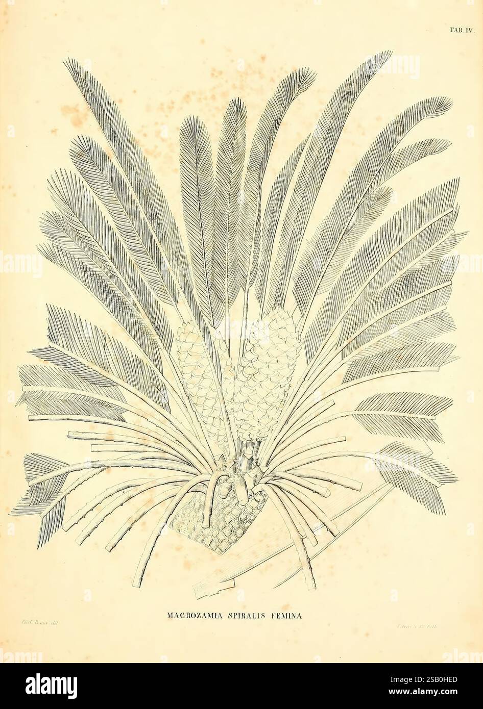 Monographia Cycadearum, Trajecti ad Rhenum, Apud Robertum Natan, 1842 ...
