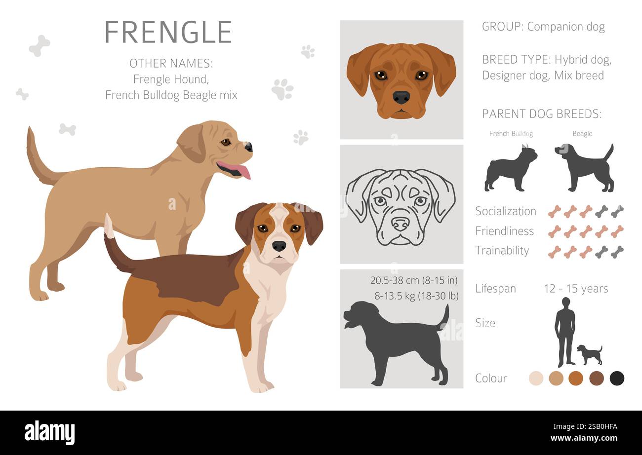 Frengle clipart. French Bulldog - Beagle mix. All possible coat colors ...
