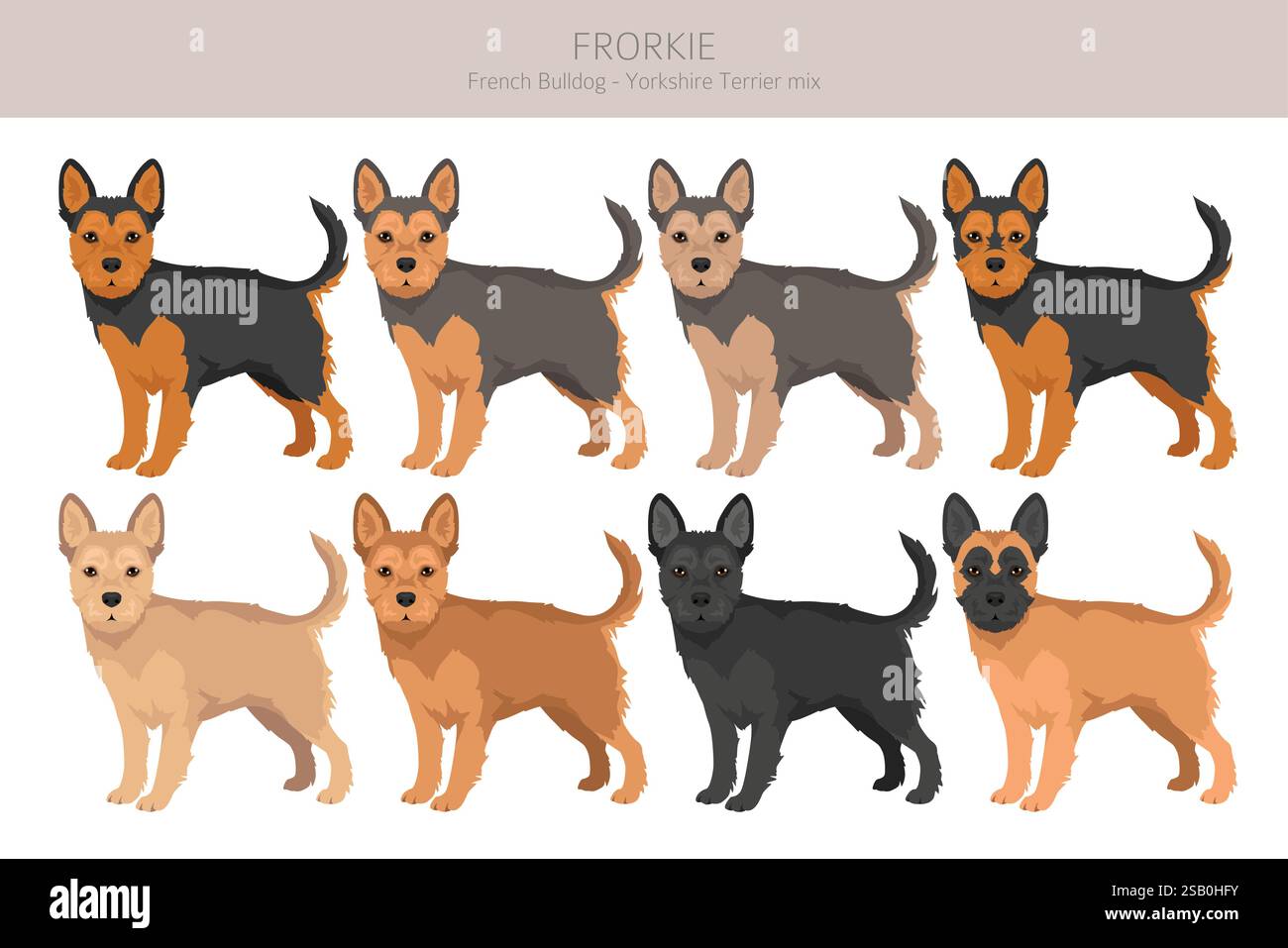 Frorkie clipart. French Bulldog - Yorkshire Terrier mix. All possible ...