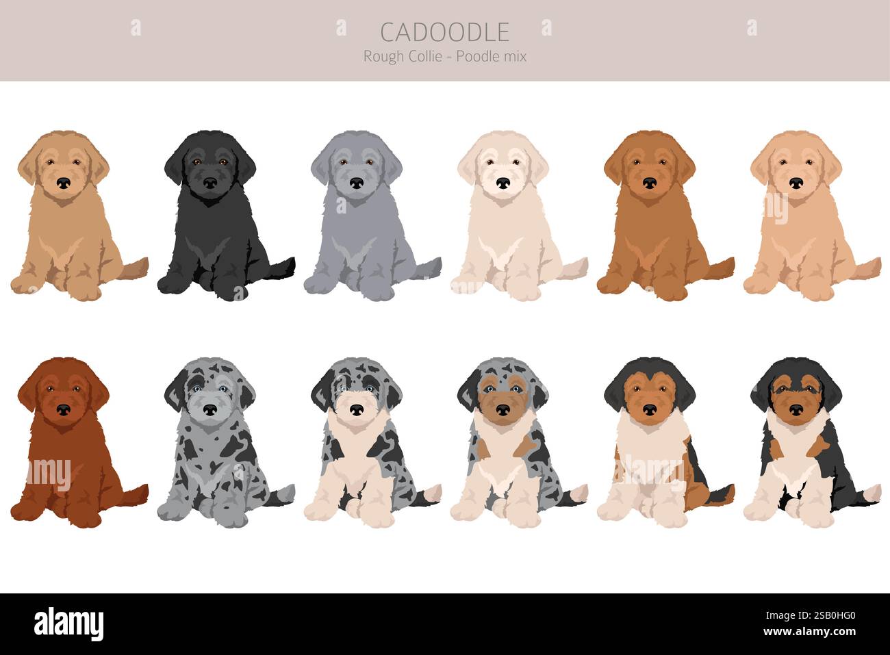Cadoodle clipart. Rough Collie Poodle mix. Different coat colors set ...