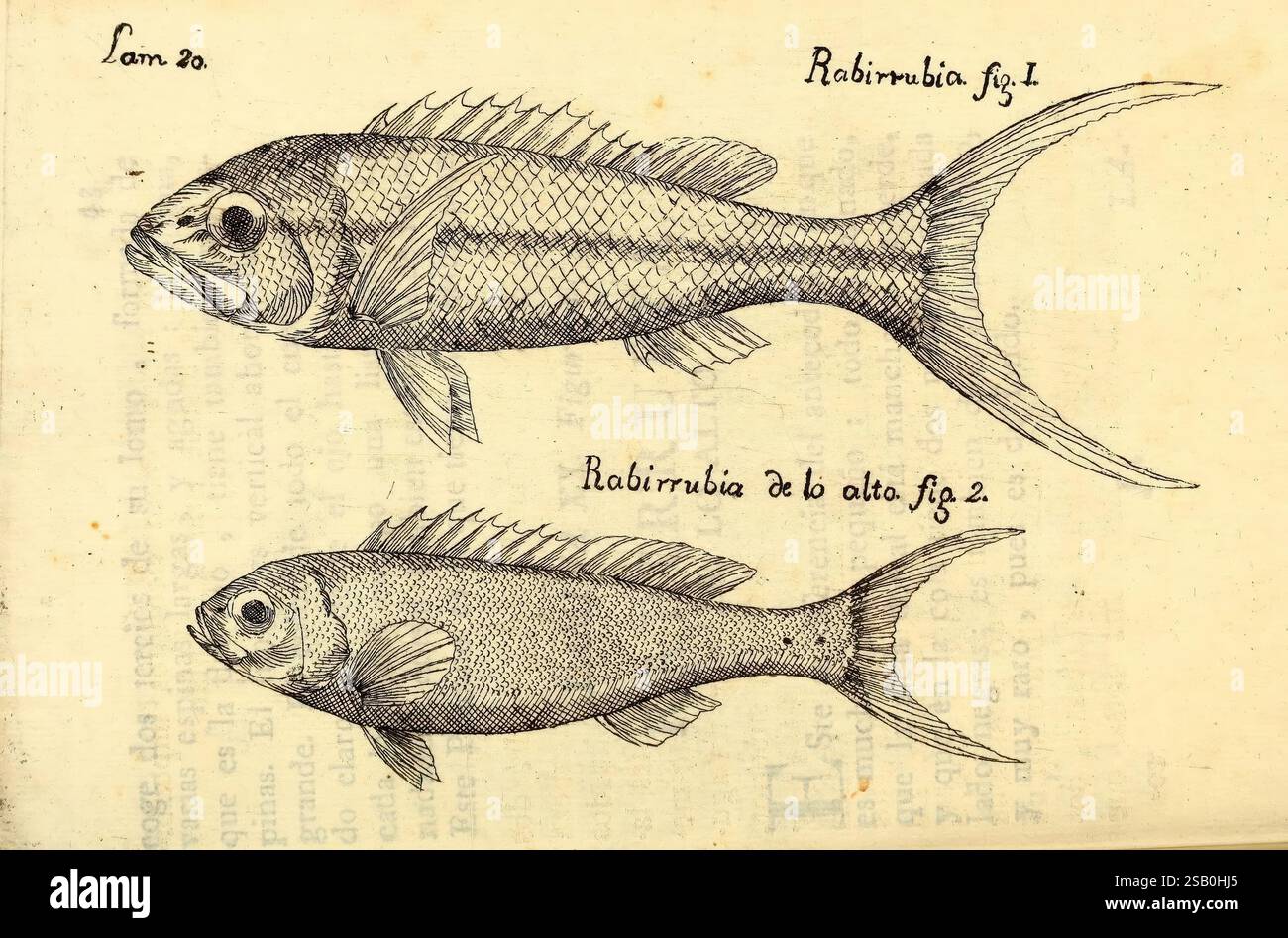 Descripcion De Diferentes Piezas De Historia Natural Las Mas Del Ramo Maritimo En La Havana En