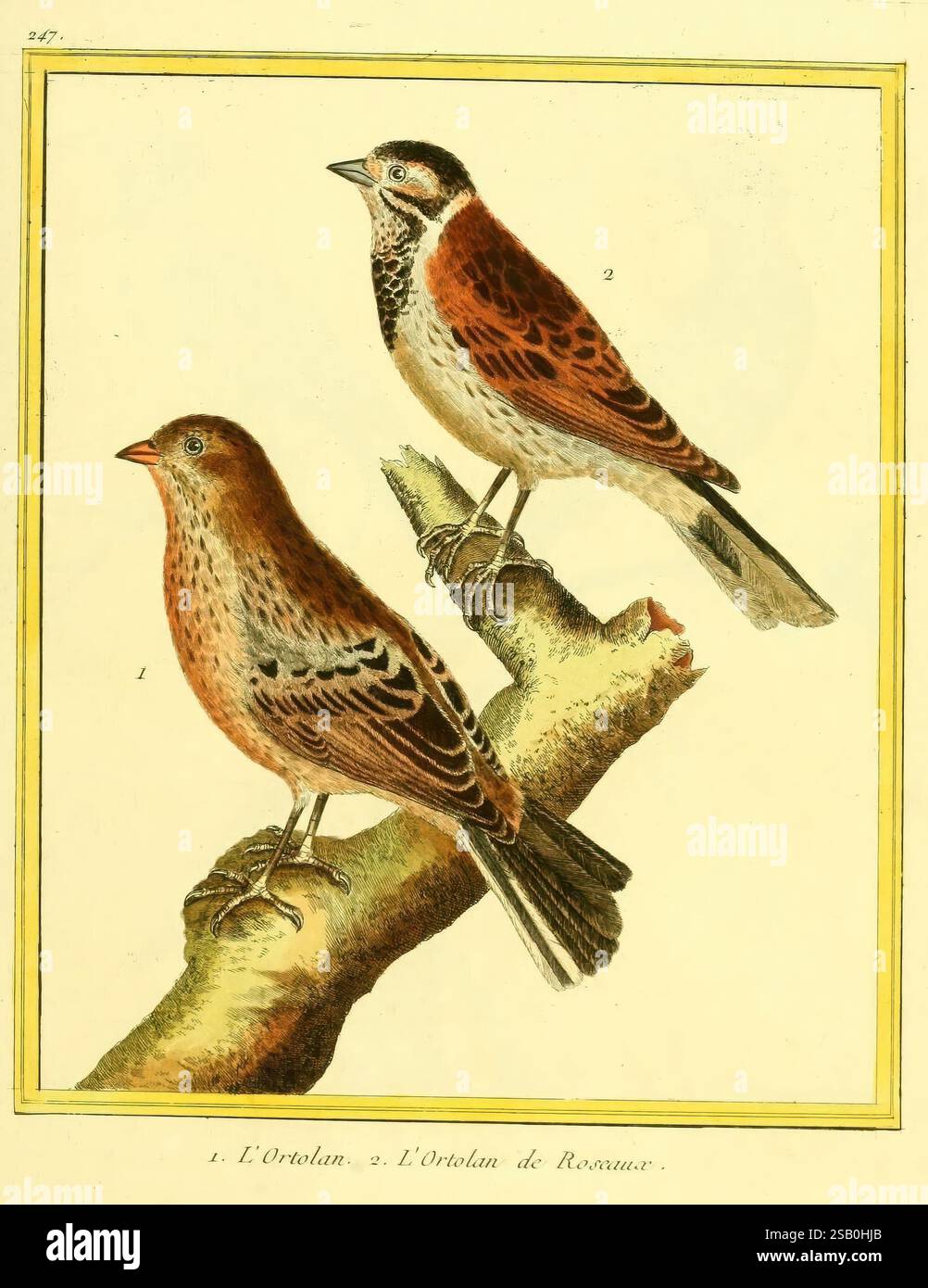 Birds exhibit distinct markings hi-res stock photography and images - Alamy