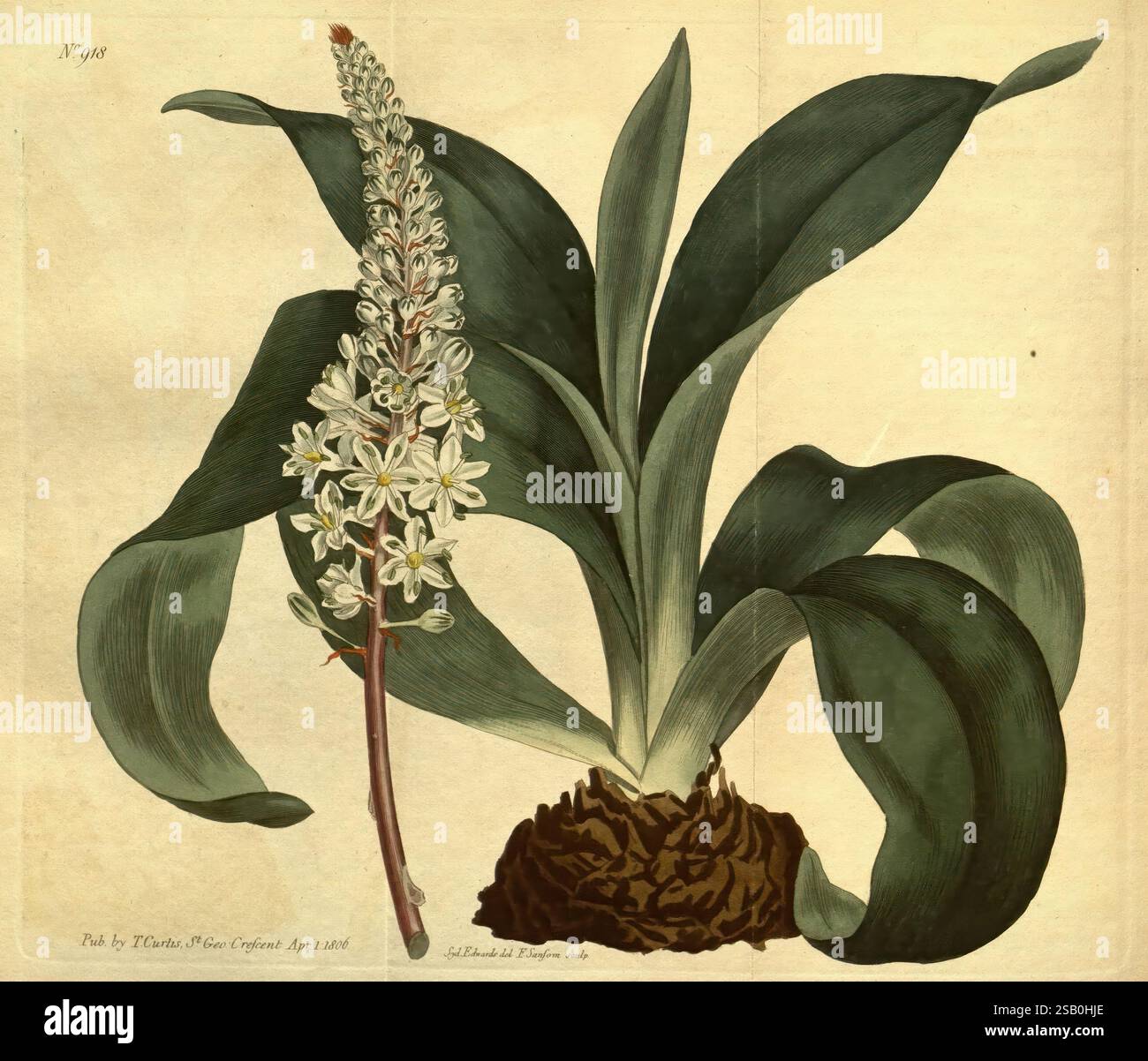 Curtis's Botanical Magazine, London, New York, botany, periodicals ...
