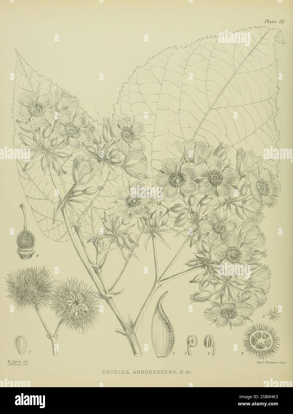 Distinct botanical structures hi-res stock photography and images - Alamy