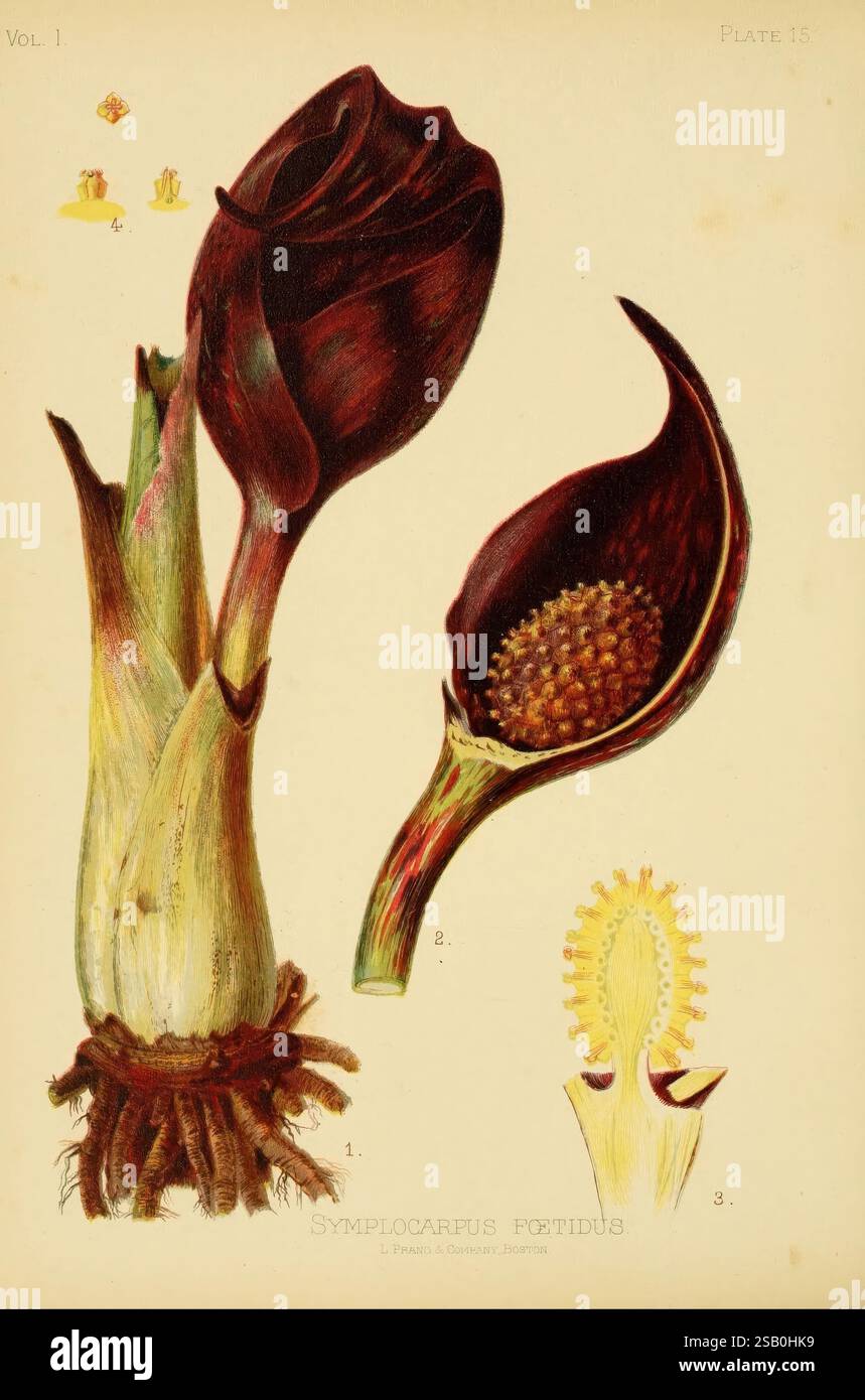 The native flowers and ferns of the United States in their botanical ...