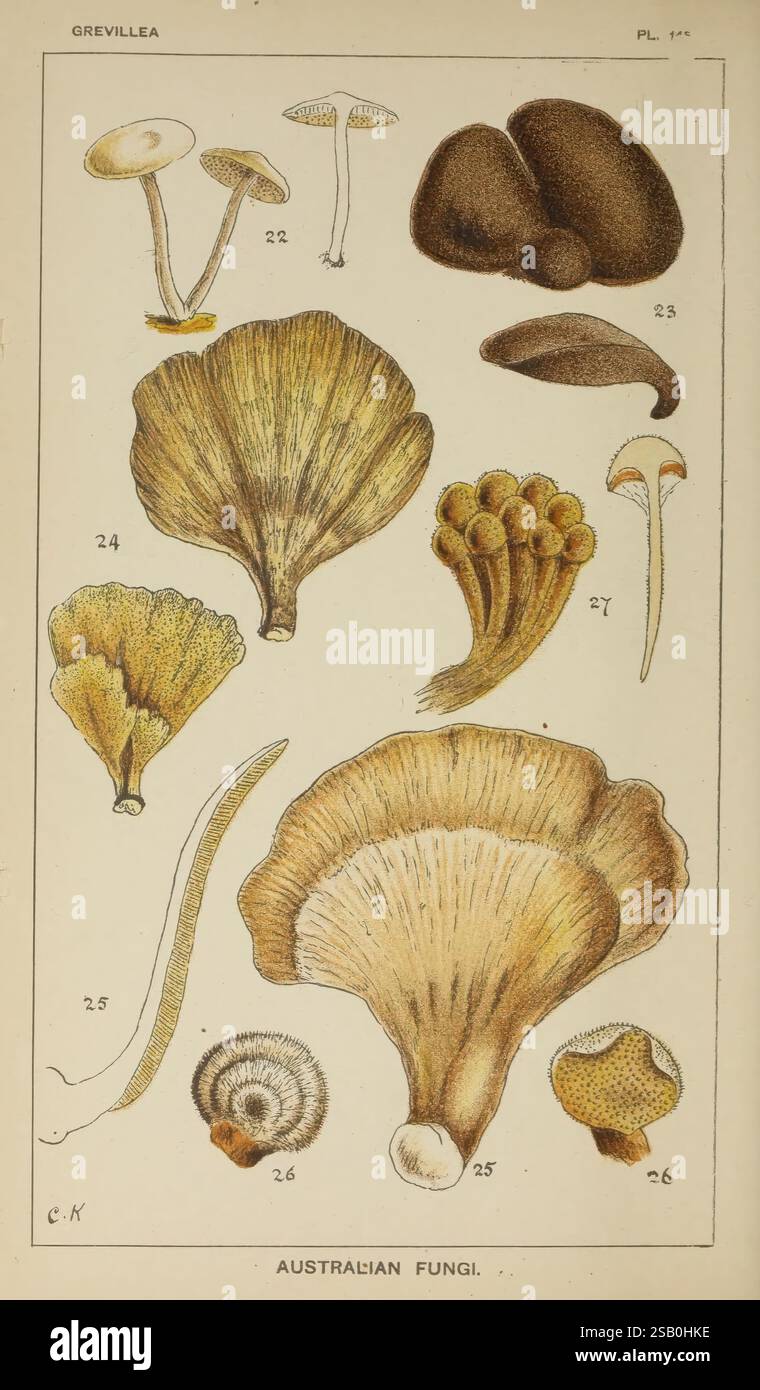 Various australian fungi hi-res stock photography and images - Alamy