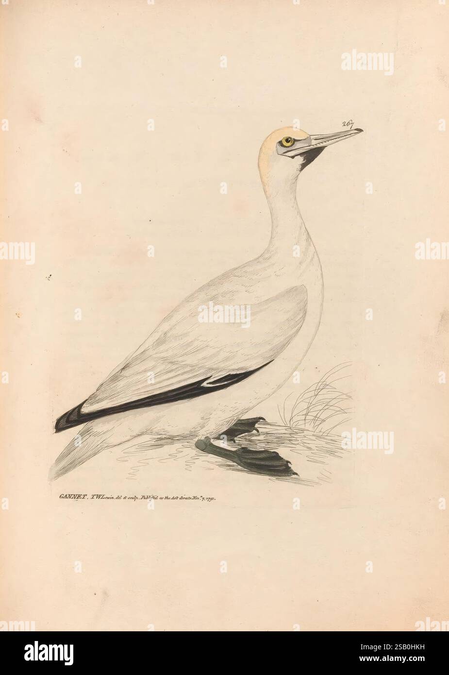 The, birds, of, Great Britain, 1795-1801, museum of comparative zoology ...