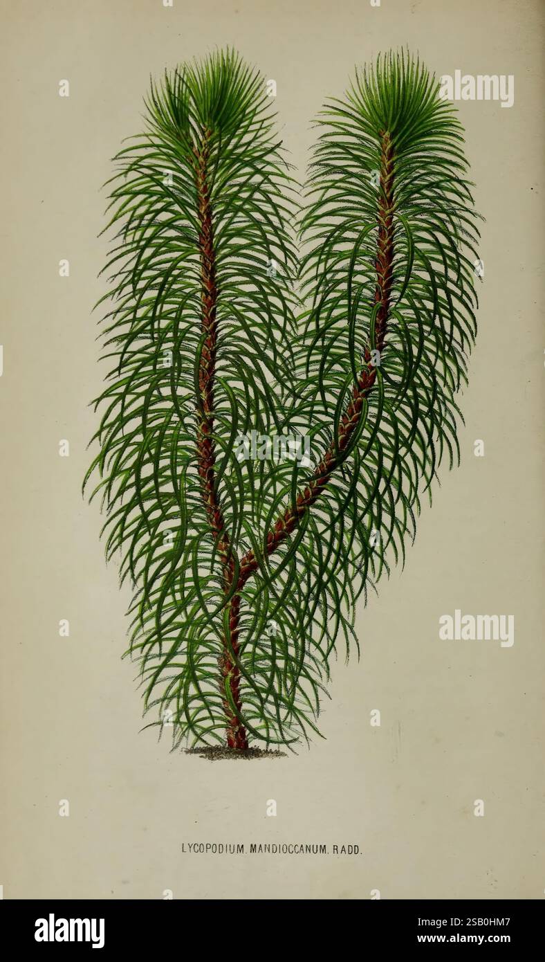Lycopodium mandioccanum hi-res stock photography and images - Alamy