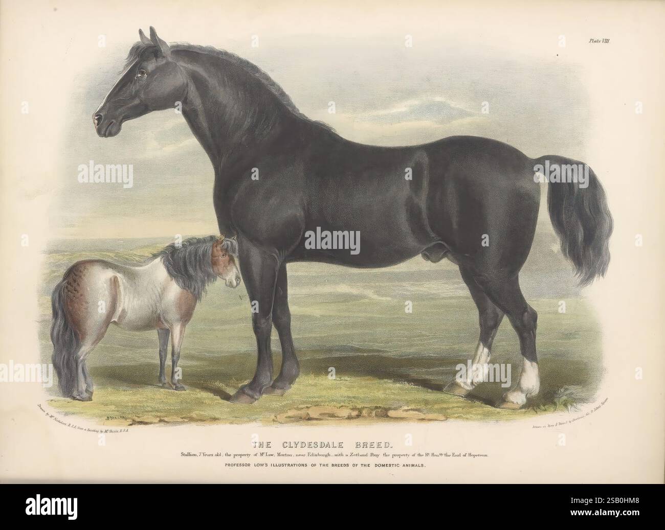 The Breeds of the Domestic Animals of the British Islands London ...