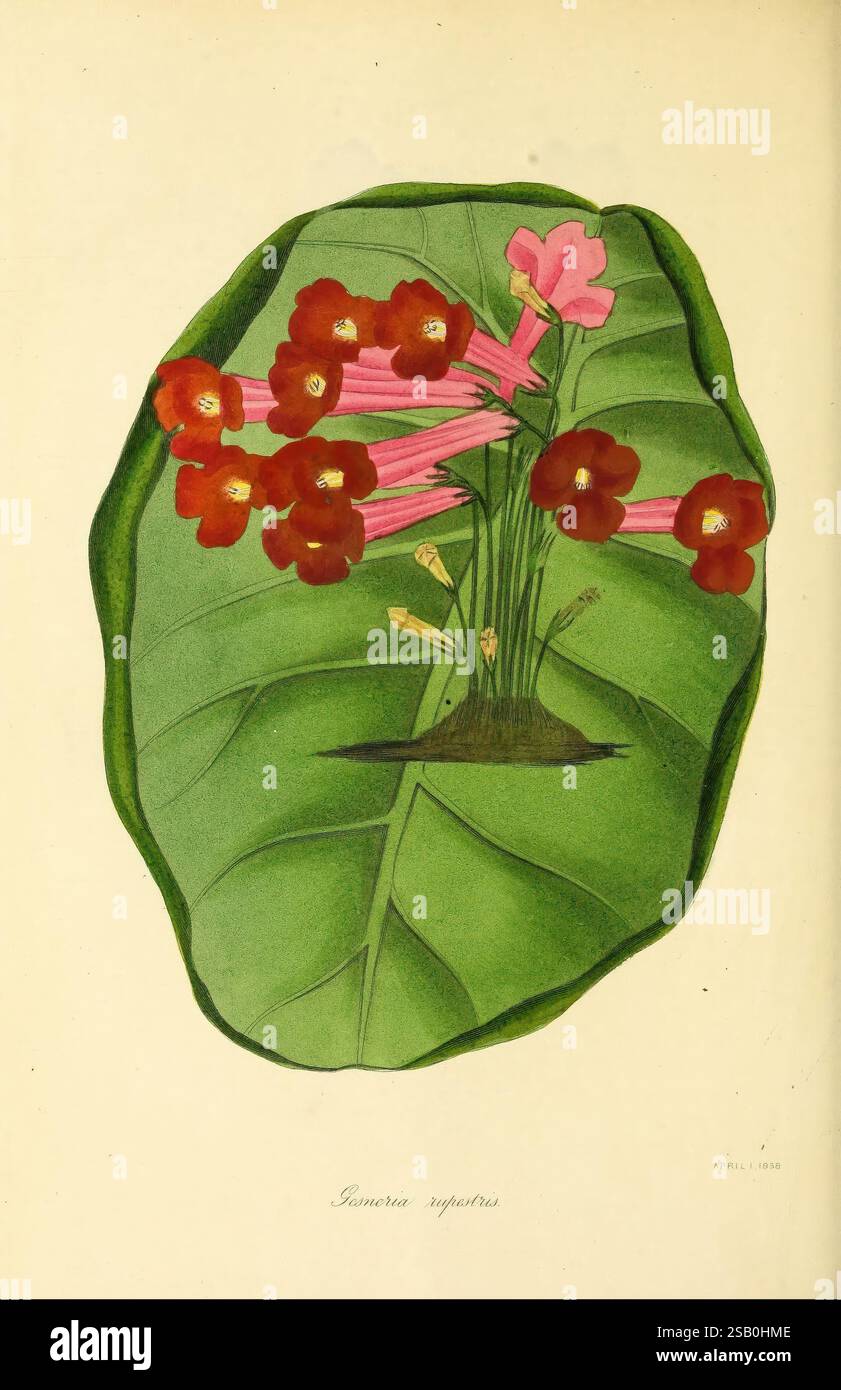 Floral elements emerge hi-res stock photography and images - Alamy