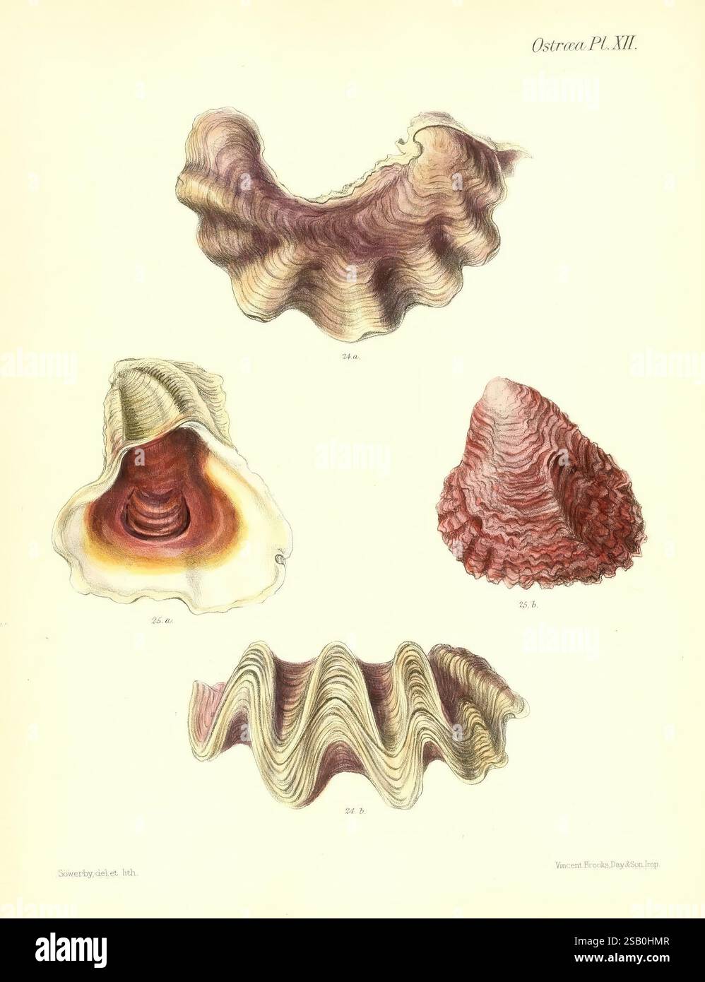 Oyster shell morphology hi-res stock photography and images - Alamy