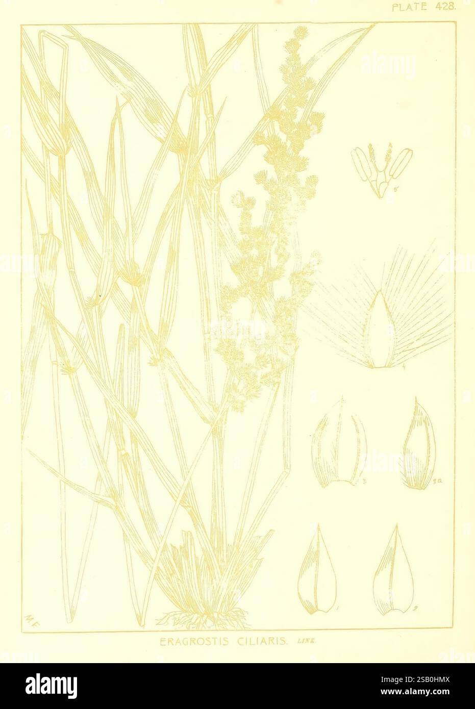 Natal Plants Durban Bennett & Davis 1899 (i.e. 1898)-1912 Botany Natal ...