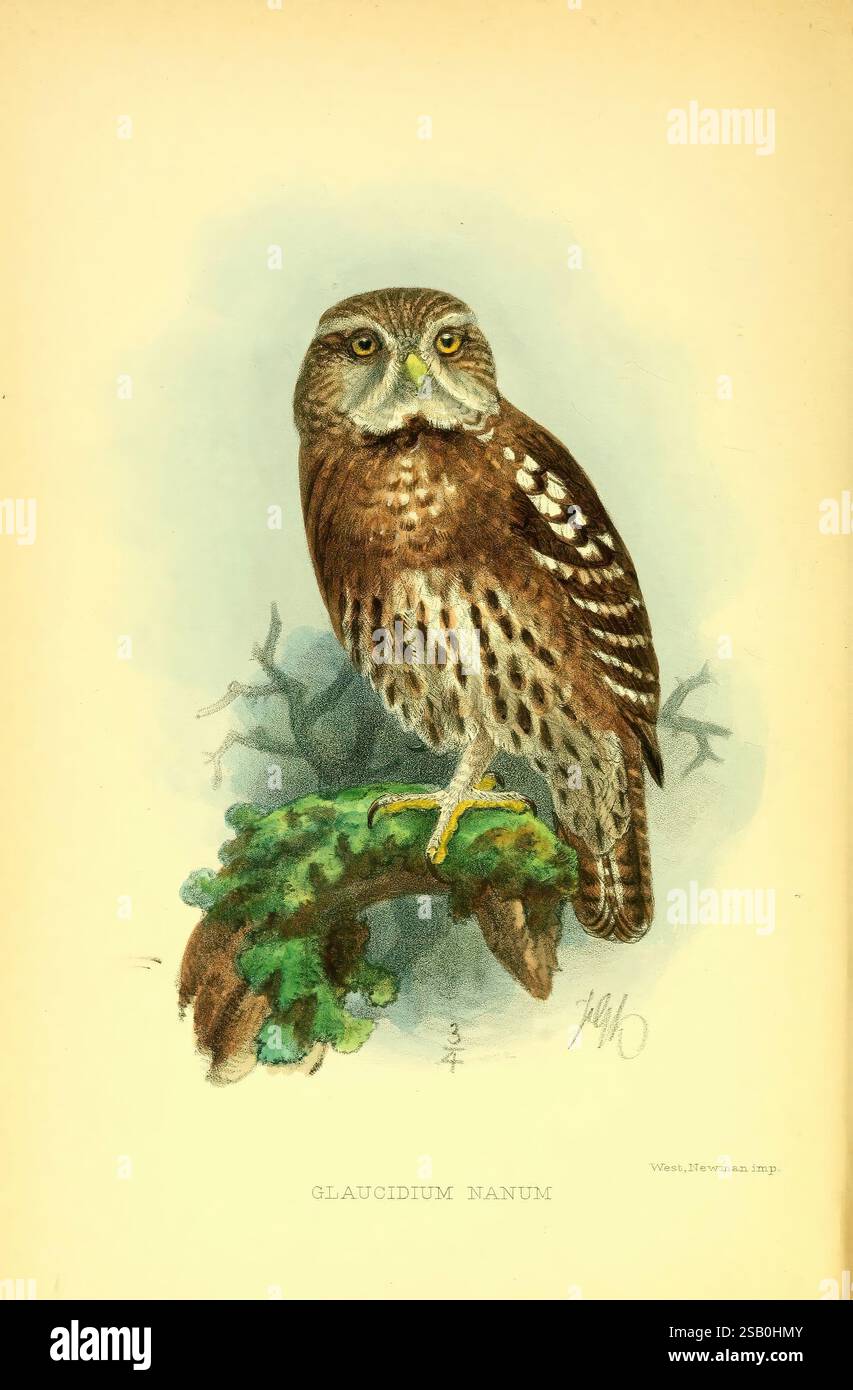 The birds of Tierra del Fuego 1907. Argentina Birds Chile Glaucidium ...
