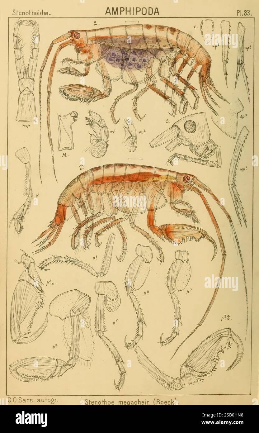An account of the Crustacea of Norway Christiania A. Cammermeyer 1895 ...
