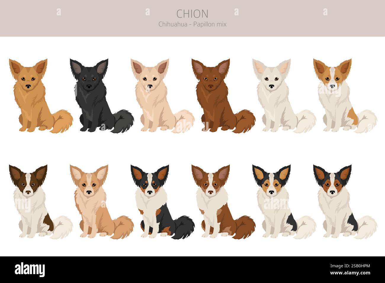 Chion clipart. Chihuahua Papillon mix. Different coat colors set ...