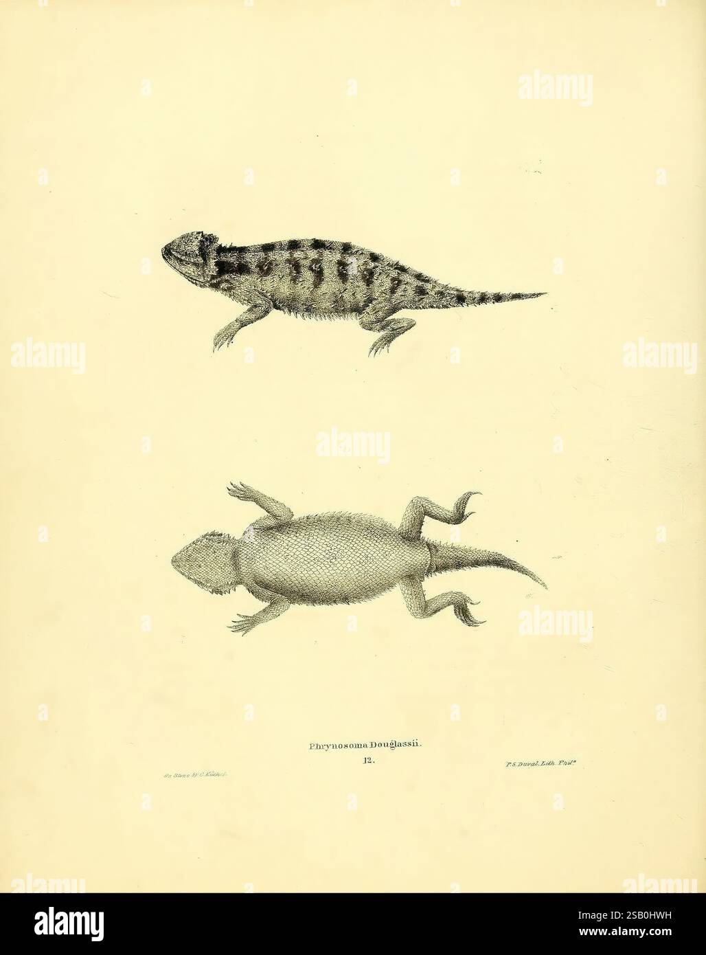 North American herpetology, v.3, Philadelphia, J. Dobson, 1836-1840 ...