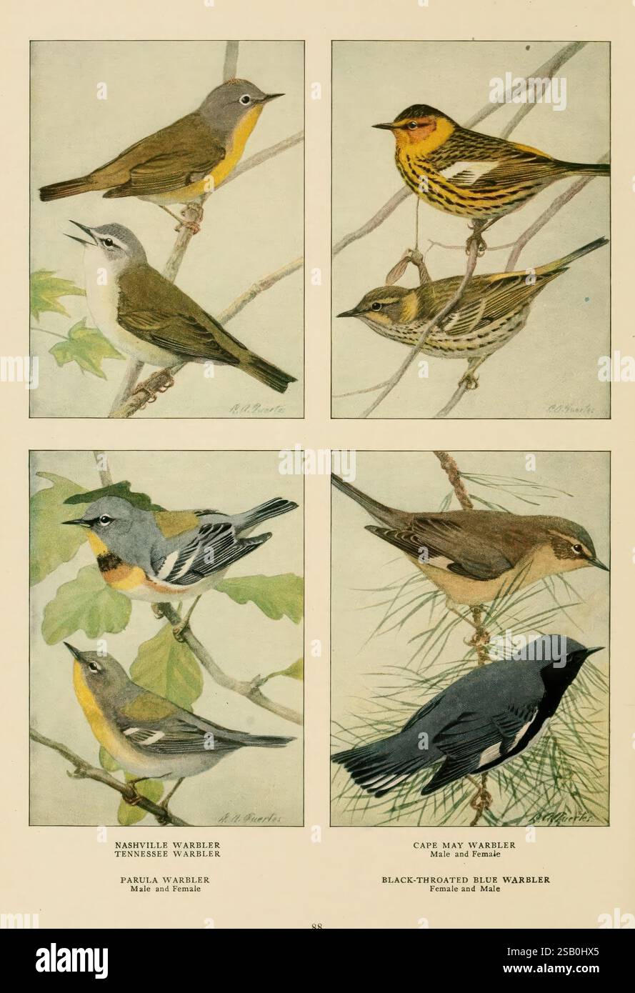 Black throated blue warbler features hi-res stock photography and ...