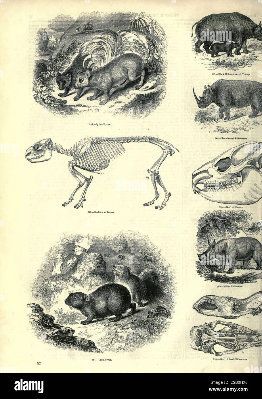 The Pictorial Museum of Animated Nature Volume 1 London C. Cox 1844 ...