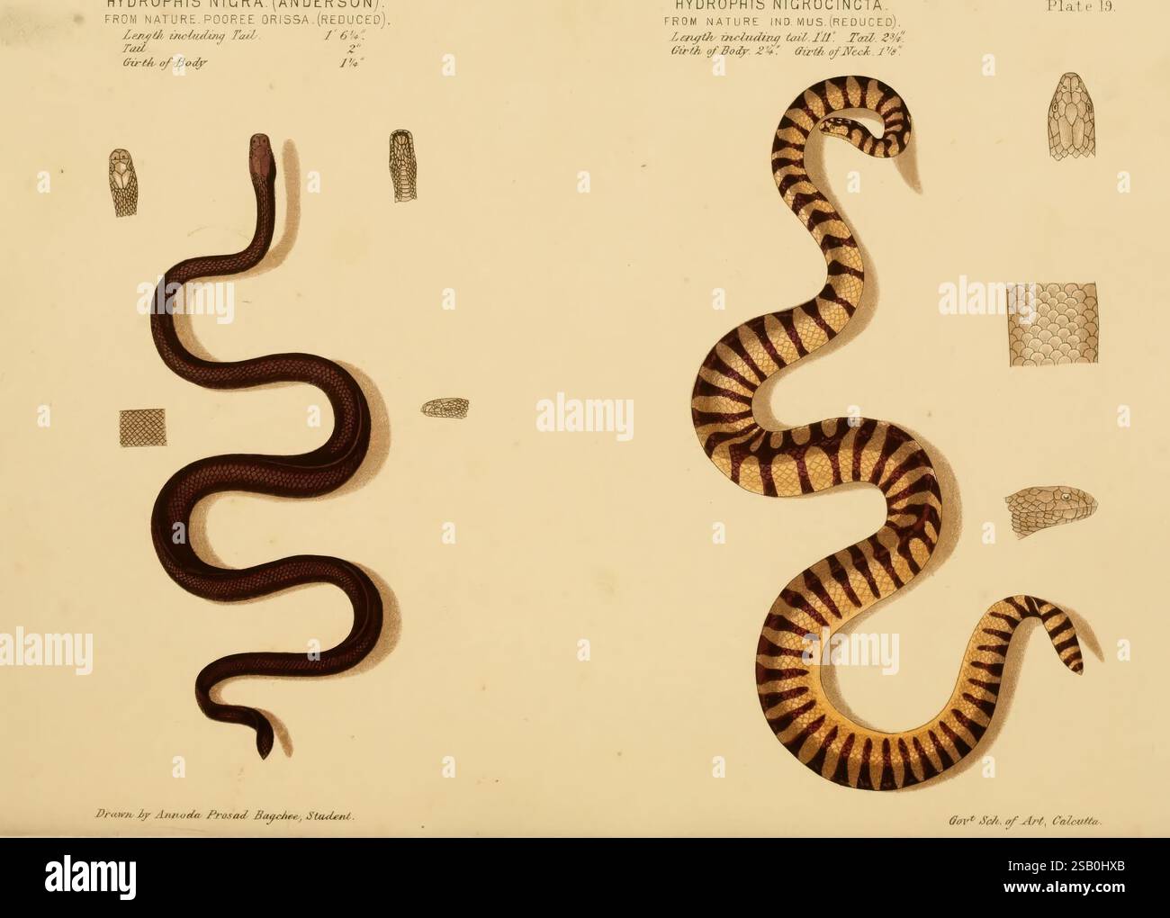 The, poisonous, snakes, of, India, London, J. & A. Churchill, 1878 ...