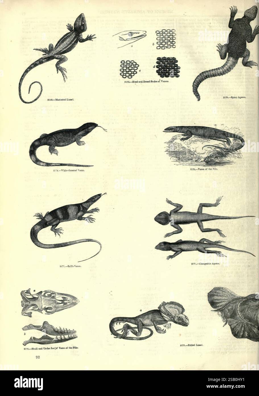 The, Pictorial, Museum, of, Animated, Nature, London, C. Cox, [1844 ...
