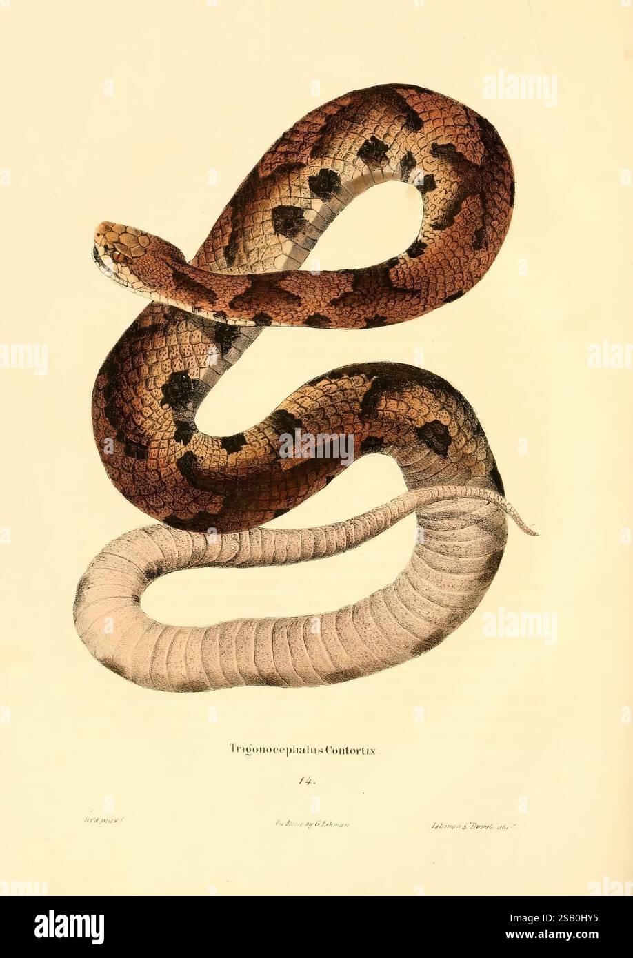 Trigonocephalus contortix hi-res stock photography and images - Alamy