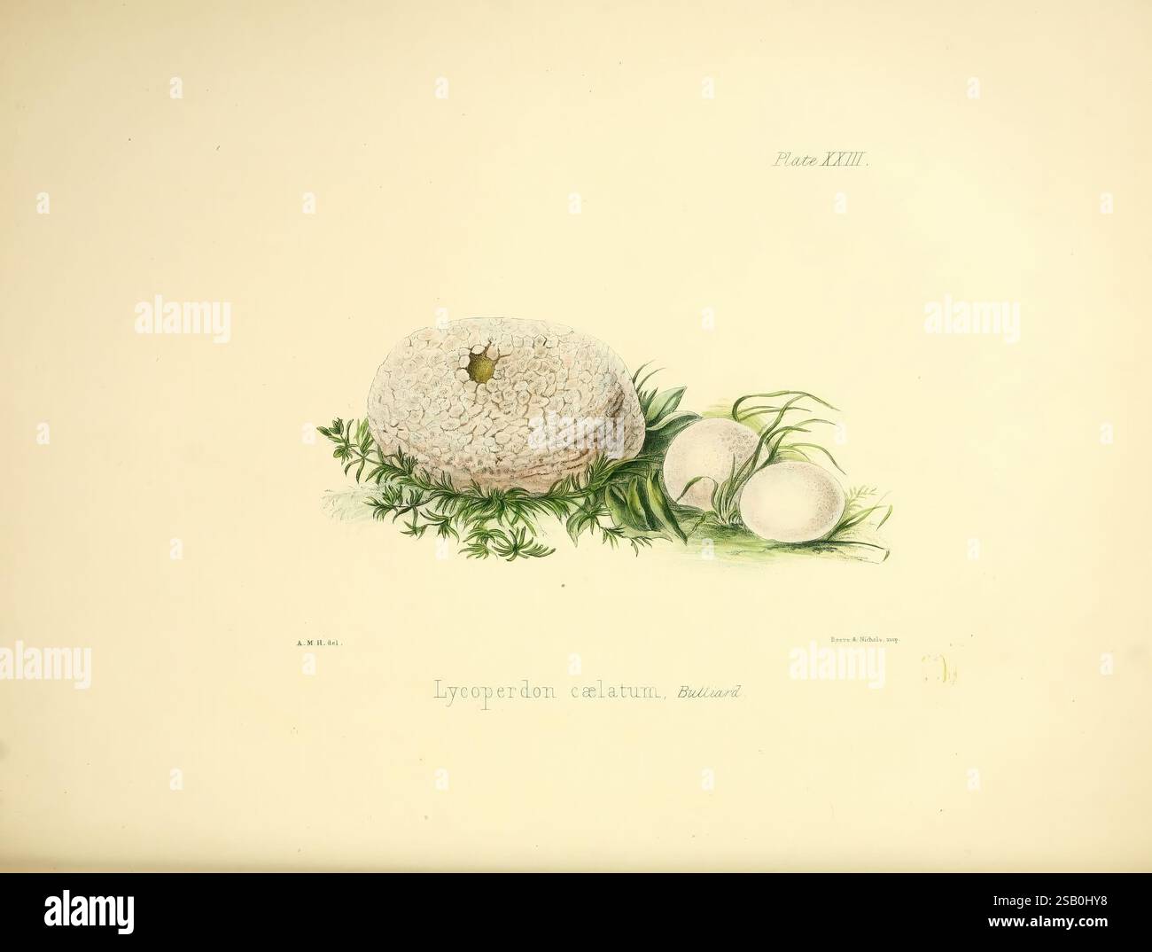 Clustered earthball hi-res stock photography and images - Alamy