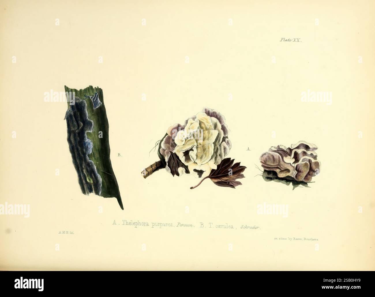 Illustrations of British Mycology, London, Reeve, Benham and Reeve ...