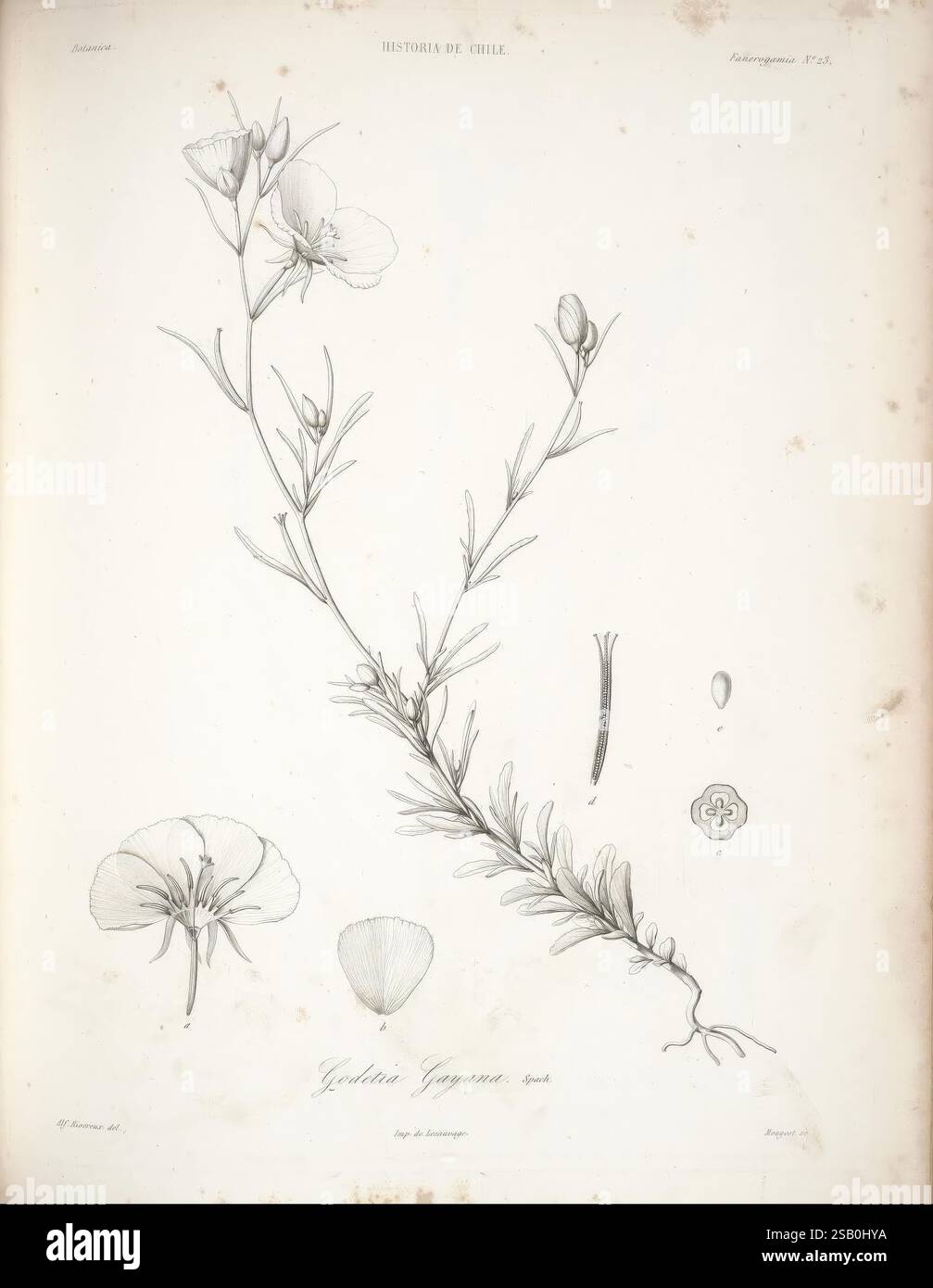 Gelia gayanum hi-res stock photography and images - Alamy