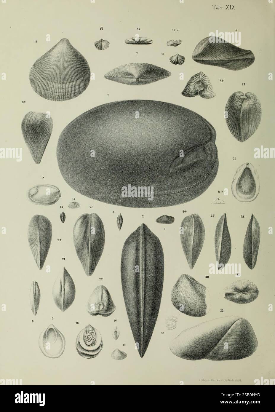 Fragmenta silurica e dono Caroli Henrici Wegelin, Holmiae, Samson ...