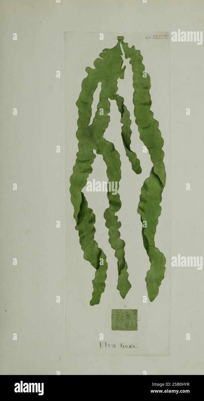 Seaweeds elongated hi-res stock photography and images - Alamy