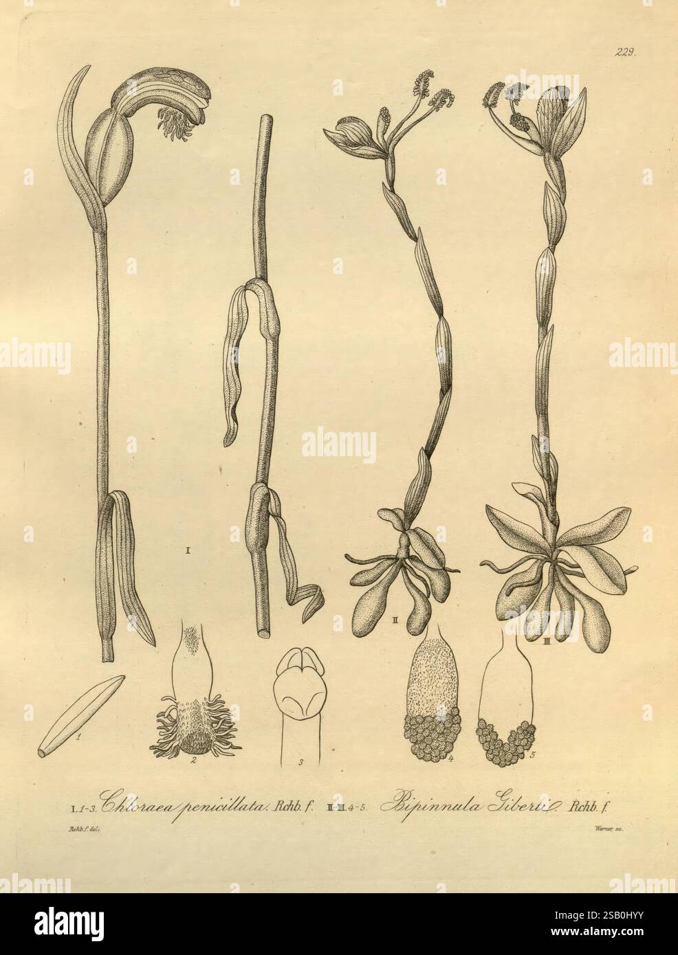 Xenia orchidacea, Leipzig, F.A. Brockhaus, 1858-1900, A botanical ...