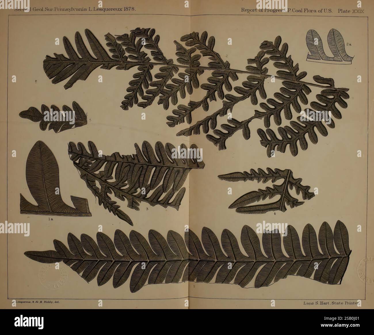 Description of the coal flora of the Carboniferous formation in ...