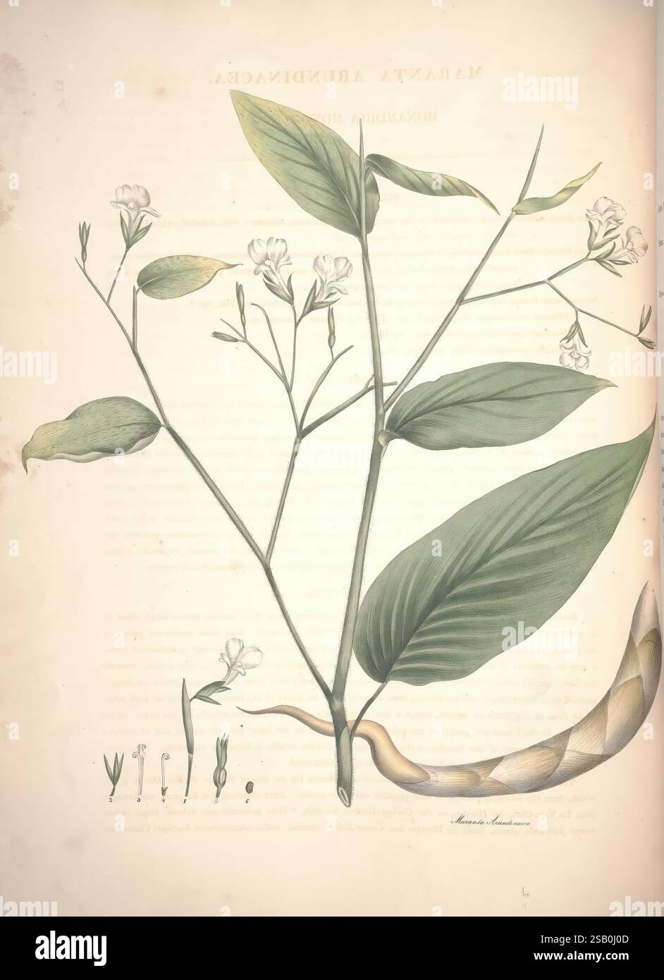 Lines text providing information on hi-res stock photography and images ...